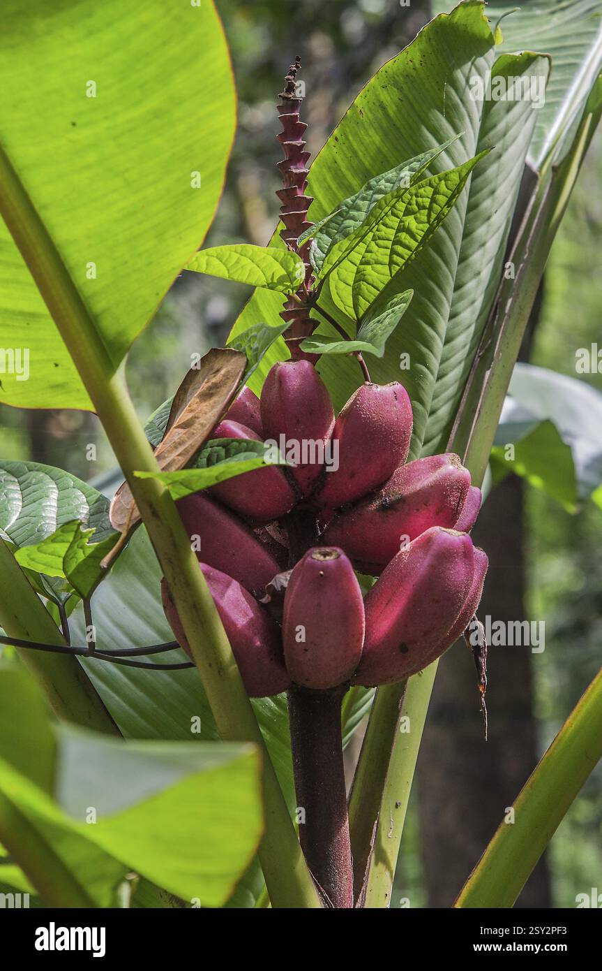 Red banana tree growing, kerala, india, asia Stock Photo - Alamy