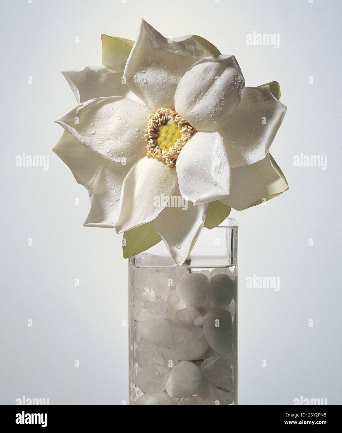 Flower pot, india, asia Stock Photo - Alamy
