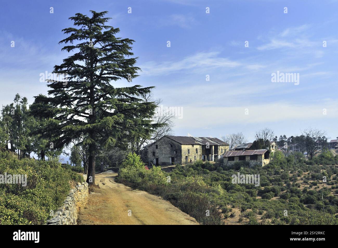 Deodar tree and tea garden in landscape at pithoragarh uttarakhand ...