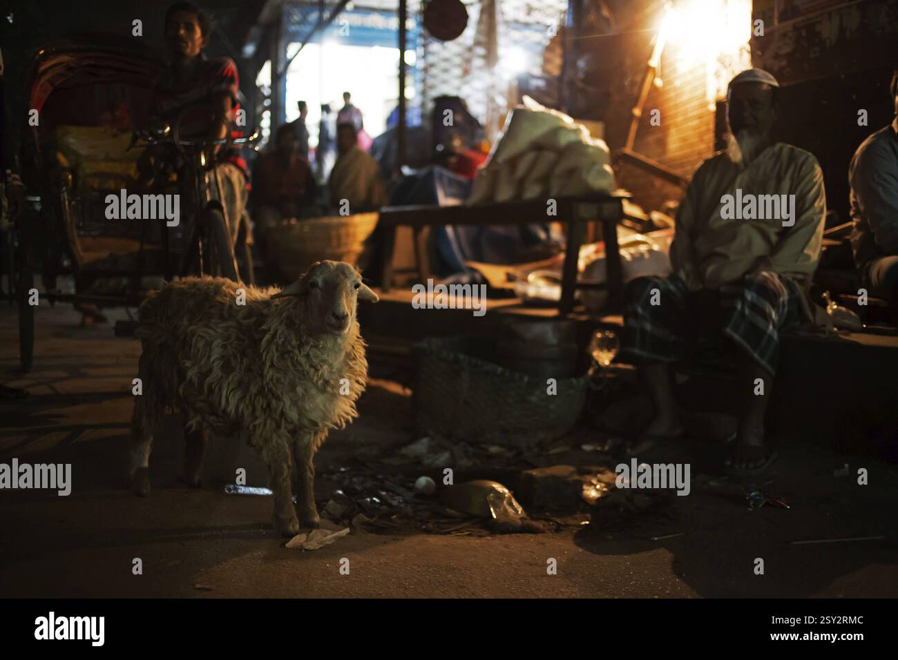 Sheep on the street, dhaka, bangladesh Stock Photo - Alamy