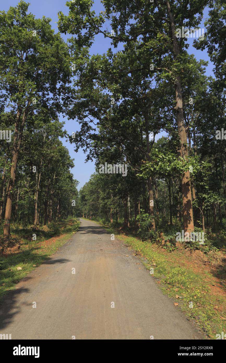 Dense forest, bastar, chhattisgarh, india, asia Stock Photo - Alamy