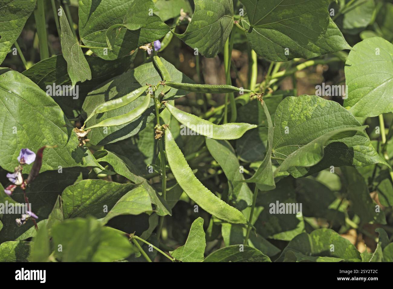 Green Indian beans on the plant in the field Stock Photo - Alamy