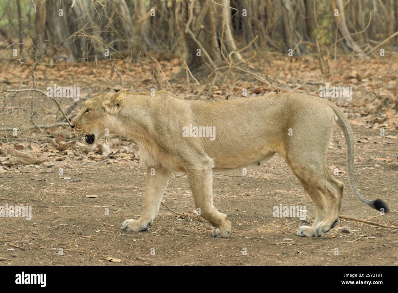 Lion, gir national park, Gujarat, india, asia Stock Photo - Alamy