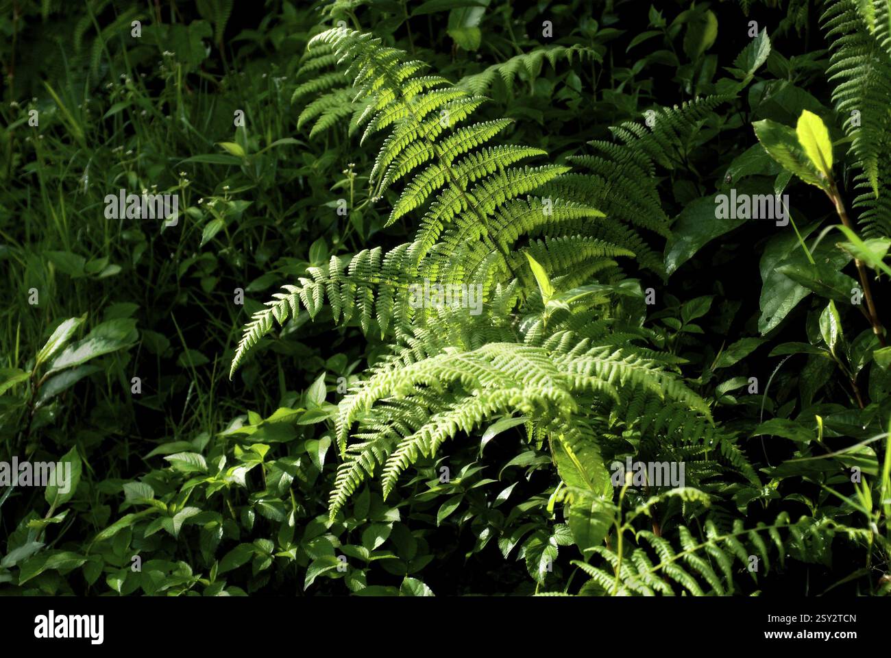 Lit fern leaves at Tamilnadu India Stock Photo - Alamy