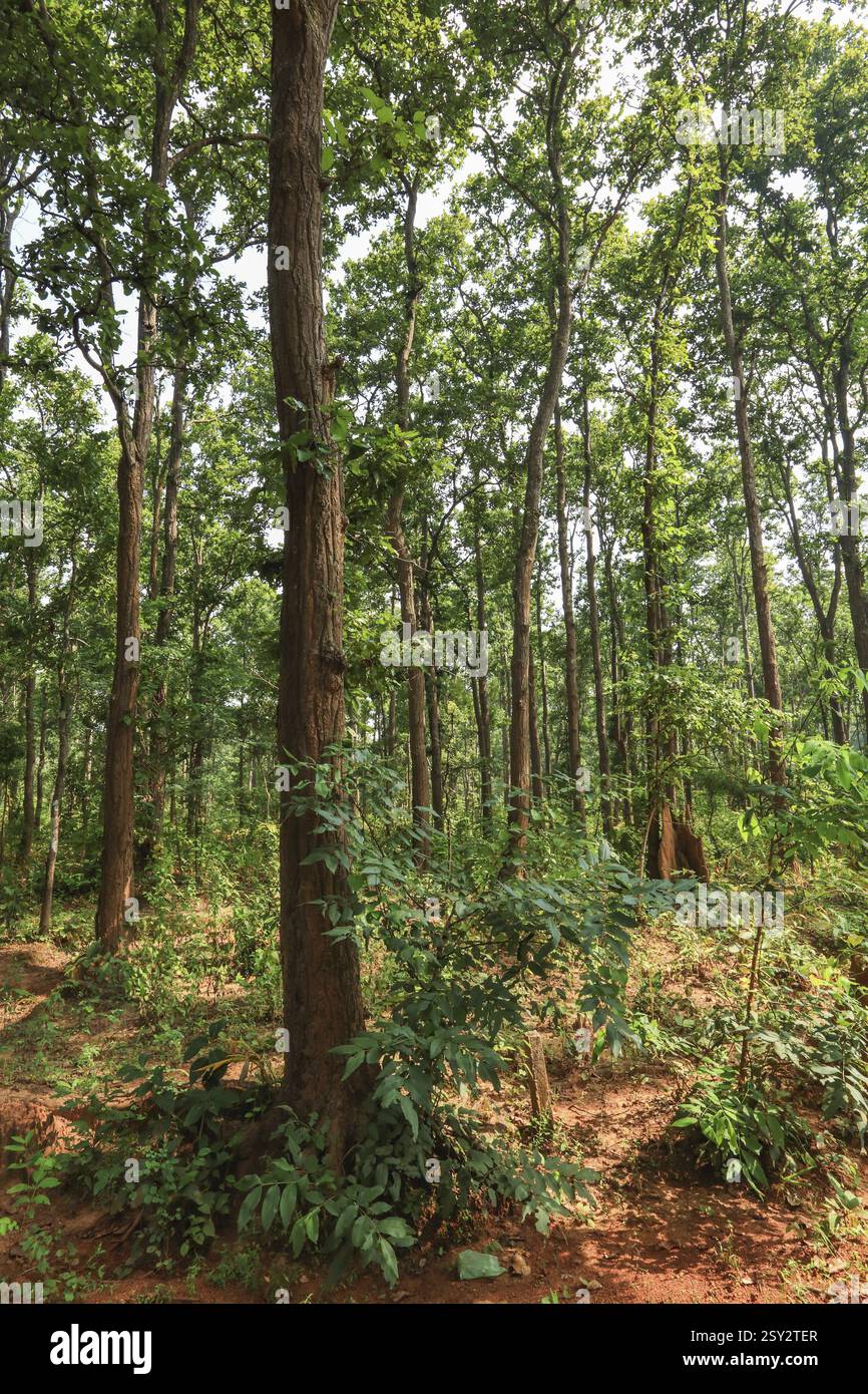 Dense forest, bastar, chhattisgarh, india, asia Stock Photo - Alamy