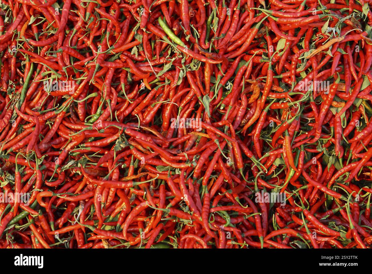 Red Chillies harvested from the field Andhra Pradesh India Stock Photo ...