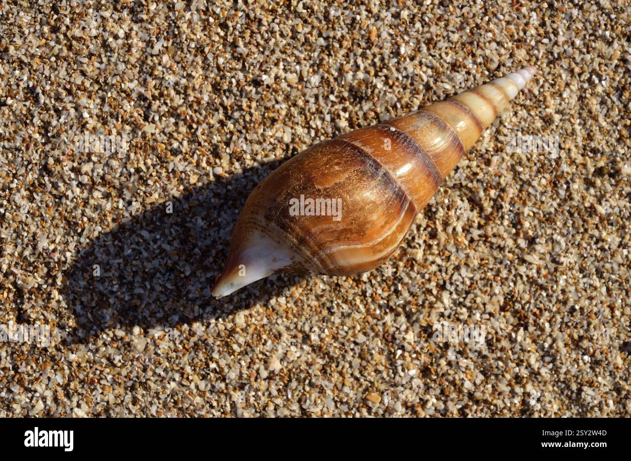 Conch shell india hi-res stock photography and images - Alamy