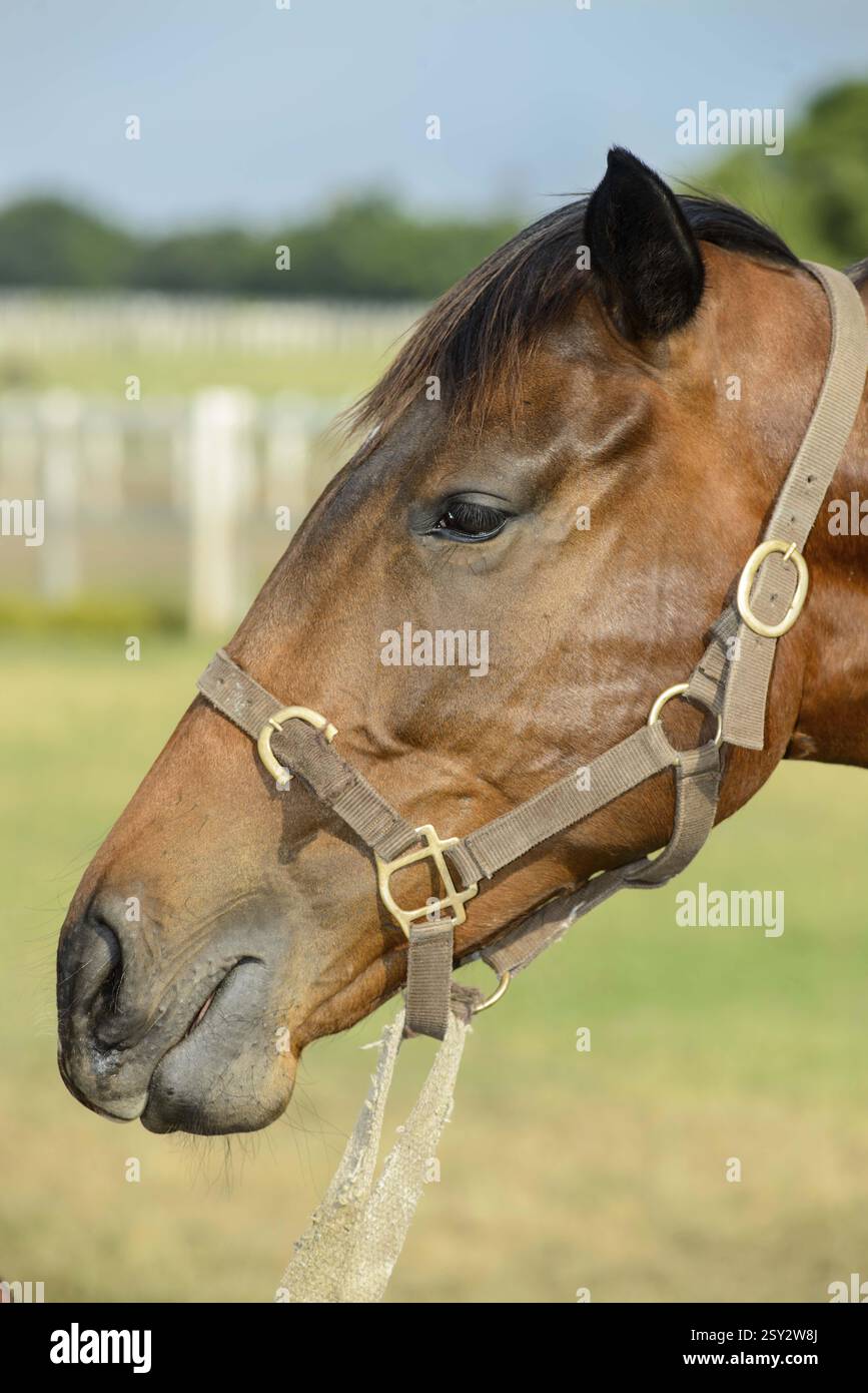 Poonawalla stud farm, pune, maharashtra, india, asia Stock Photo - Alamy