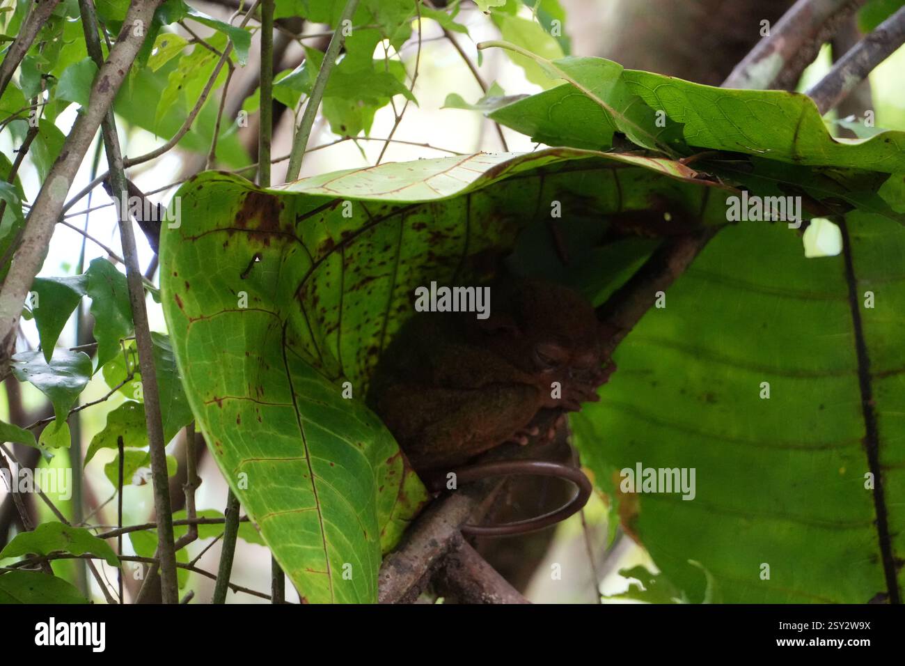 Philippine Tarsier, Tarsier conservation area, Corella, Bohol Island ...