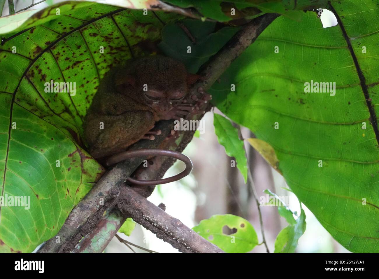 Philippine Tarsier, Tarsier conservation area, Corella, Bohol Island ...