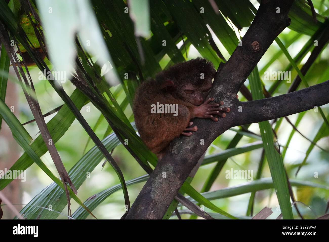 Philippine Tarsier, Tarsier conservation area, Corella, Bohol Island ...