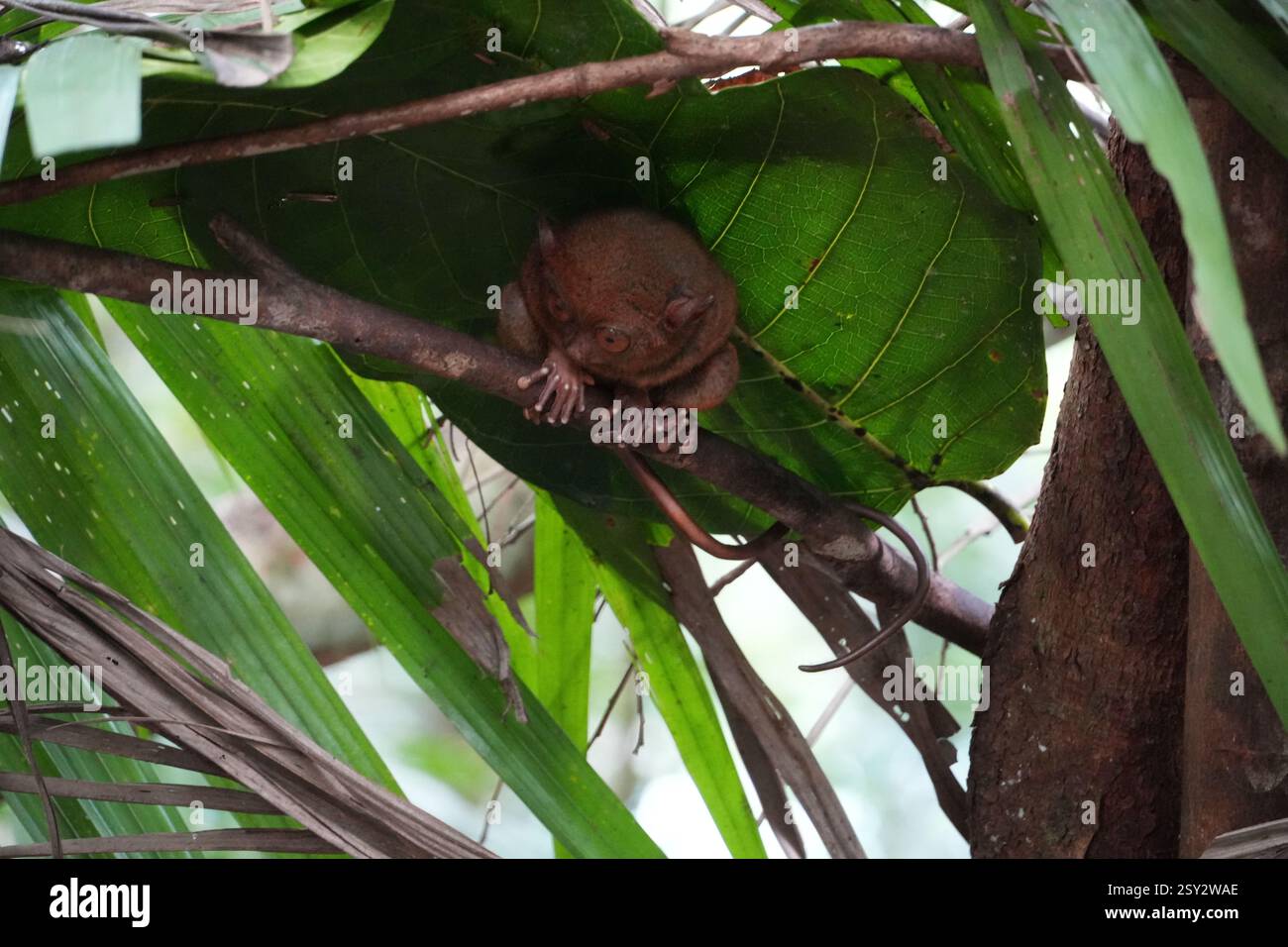 Philippine Tarsier, Tarsier conservation area, Corella, Bohol Island ...