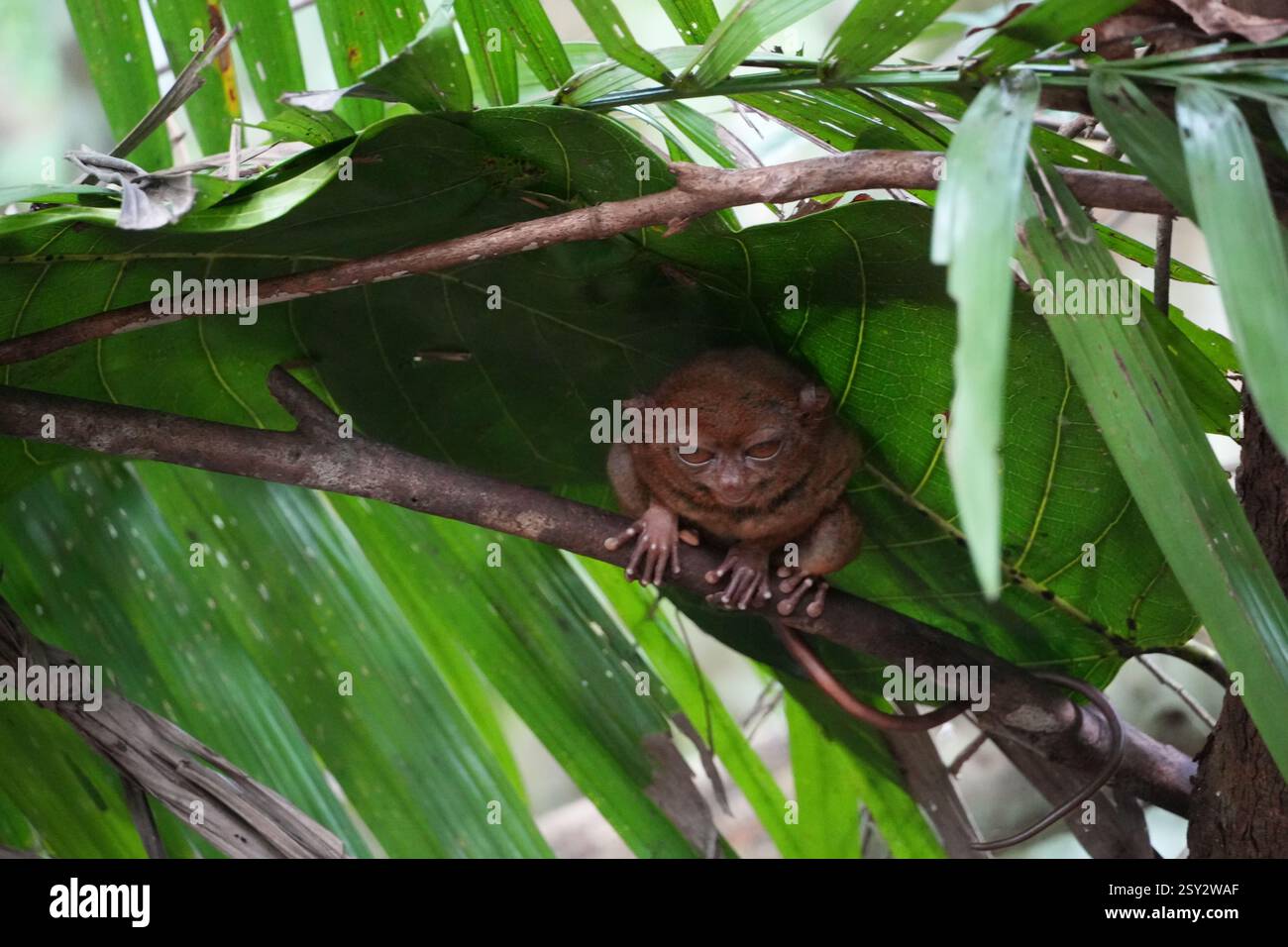 Philippine Tarsier, Tarsier conservation area, Corella, Bohol Island ...