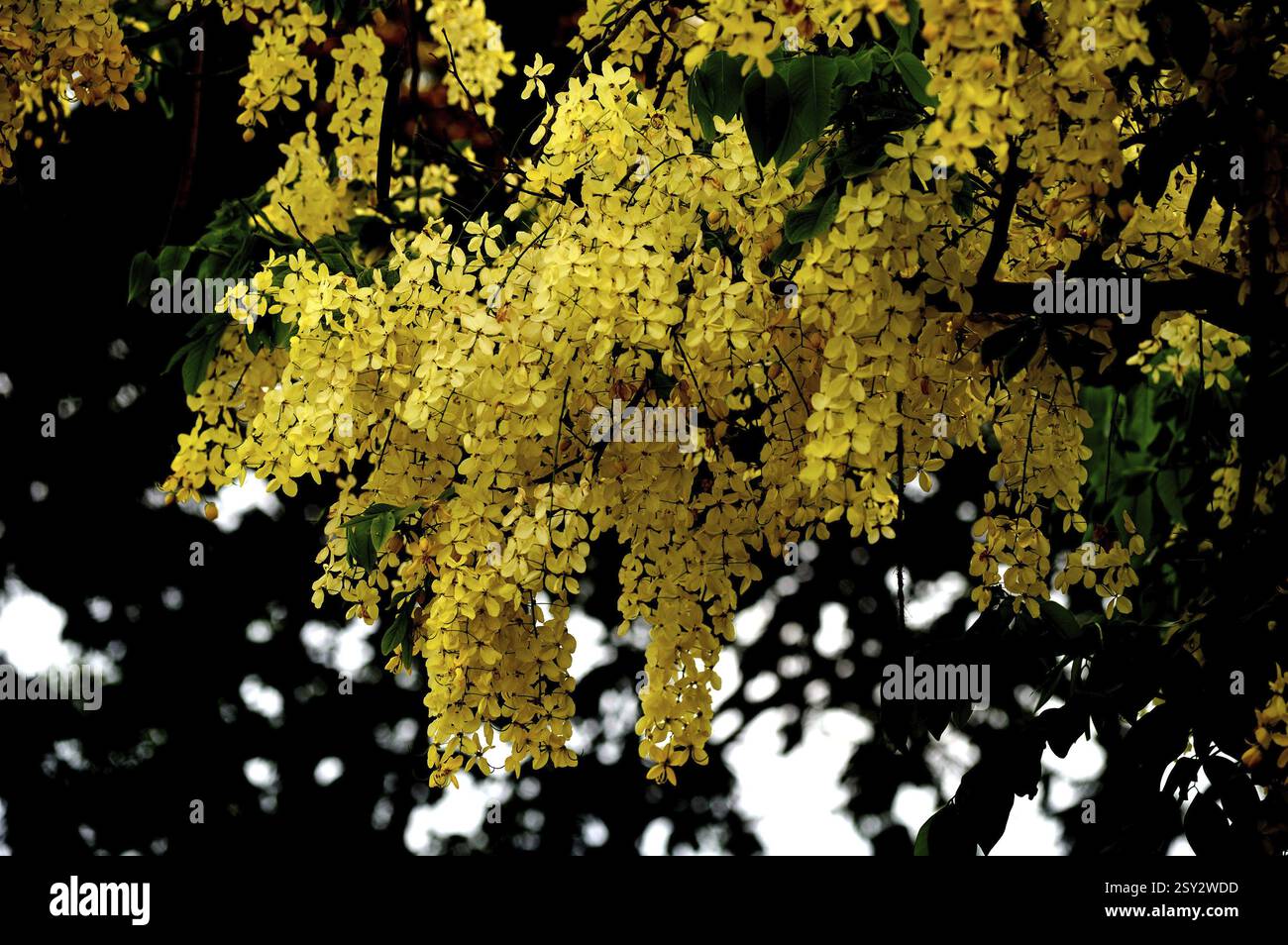 Golden shower Indian laburnum tree botanical name cursia fistula Stock ...