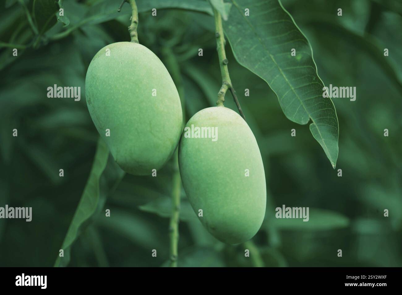 Green mangoes hanging on Mango tree Kolkata India Asia Stock Photo - Alamy