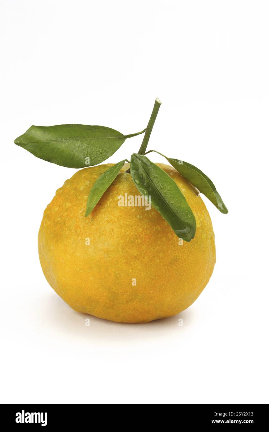 Single Orange with green leaves Citrus reticulata Stock Photo - Alamy