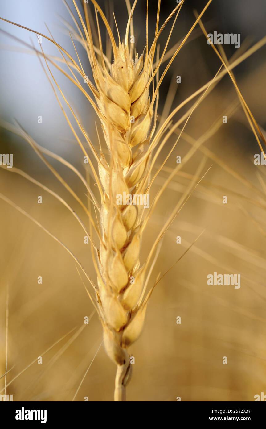 Wheatfield, pune, maharashtra, india, asia Stock Photo - Alamy
