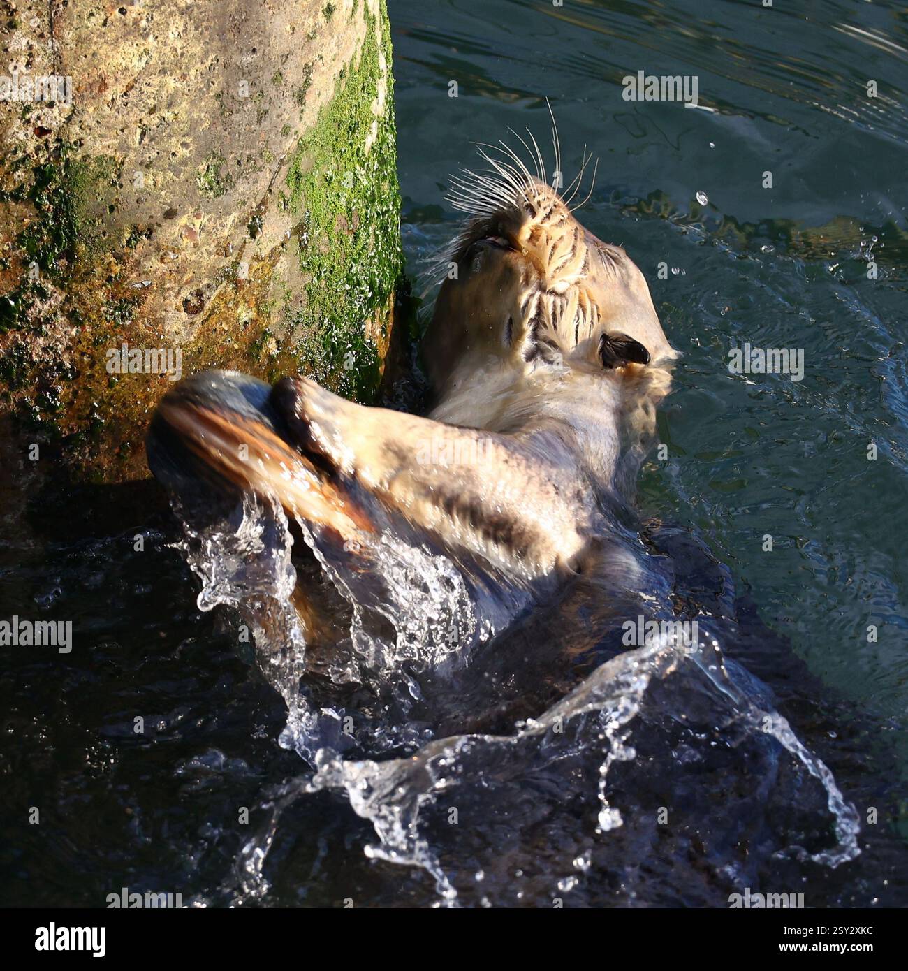 Sea otter with shell hi-res stock photography and images - Alamy