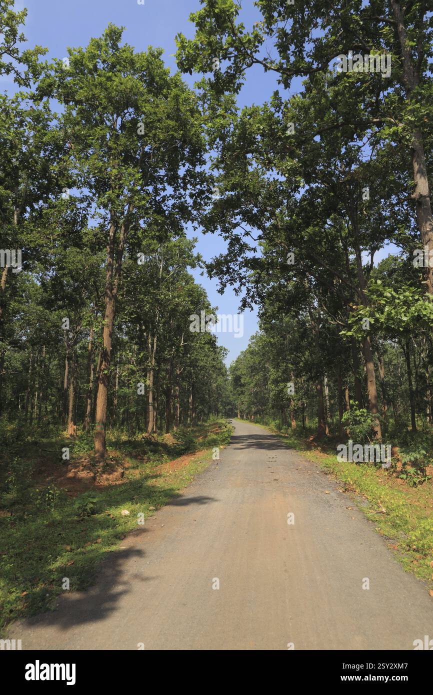 Dense forest, bastar, chhattisgarh, india, asia Stock Photo - Alamy