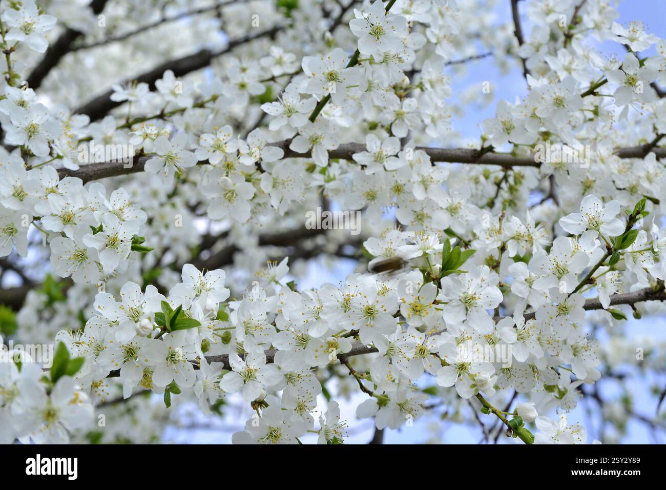 Prunus cerasifera tree in early spring bloom Stock Photo - Alamy
