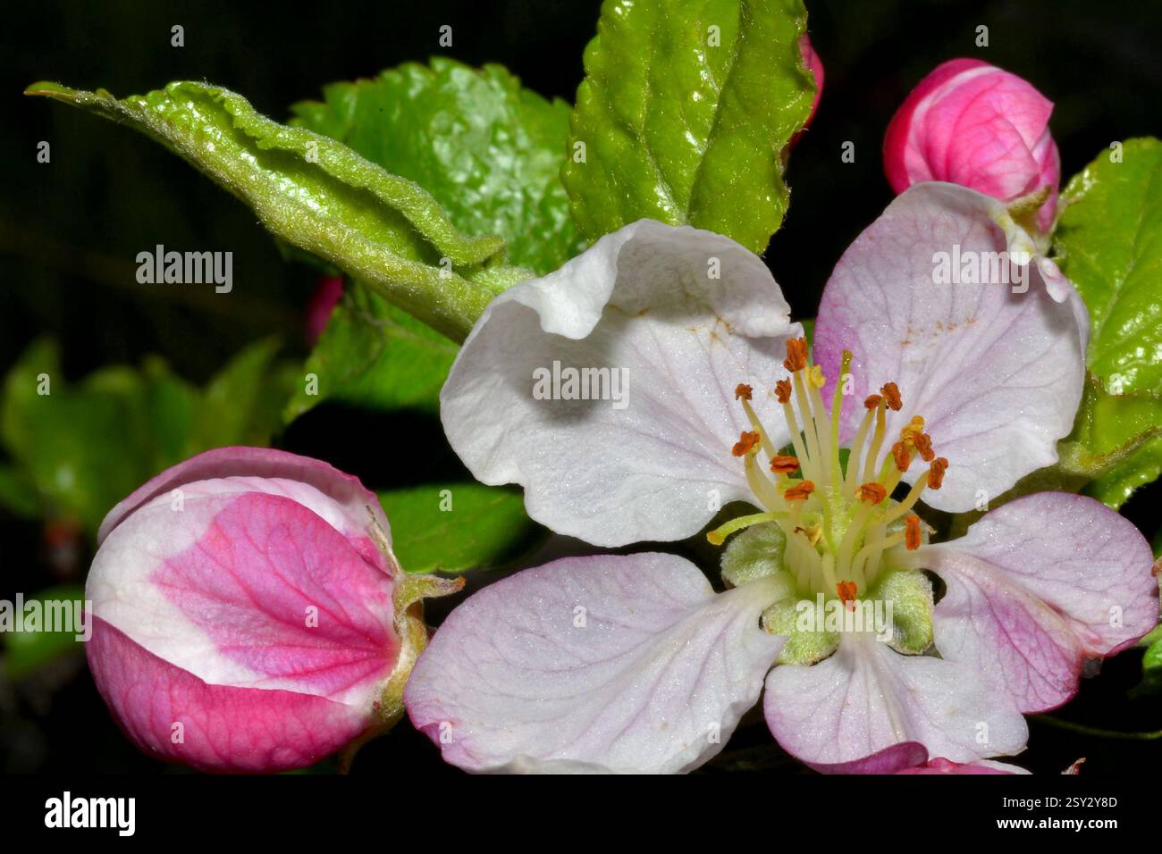 Detail of the petals, stamens and pistils of an apple blossom Stock ...