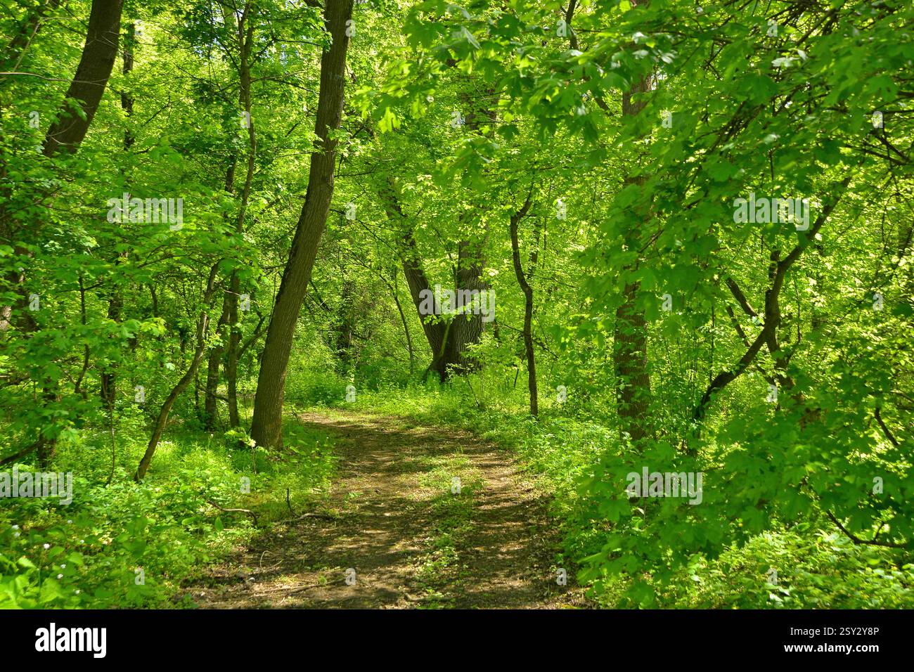 Path through beech trees with the first raw green leaves at the ...