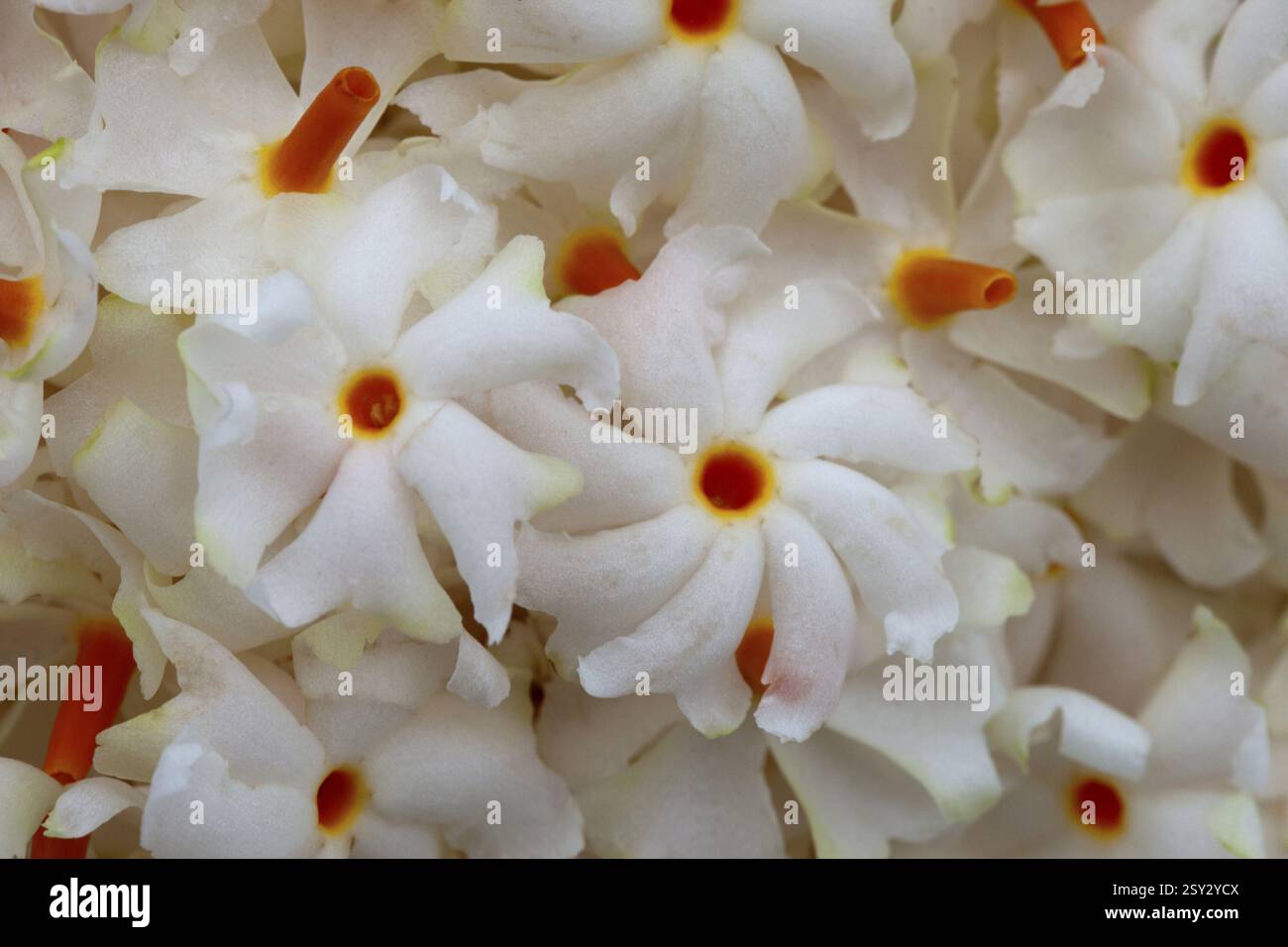 Jasmine flowers india hi-res stock photography and images - Alamy