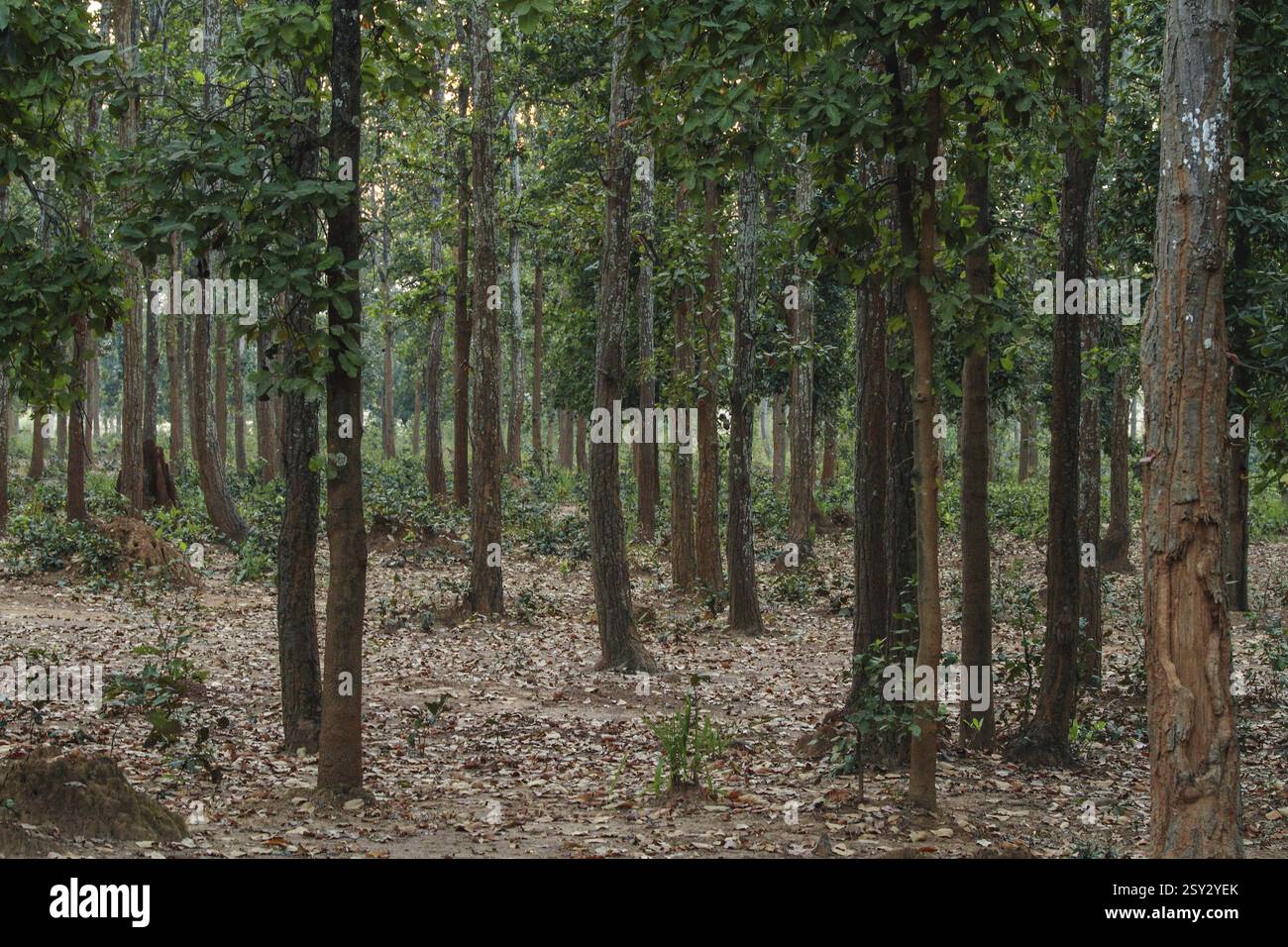 Bastar forest, chhattisgarh, india, asia Stock Photo - Alamy