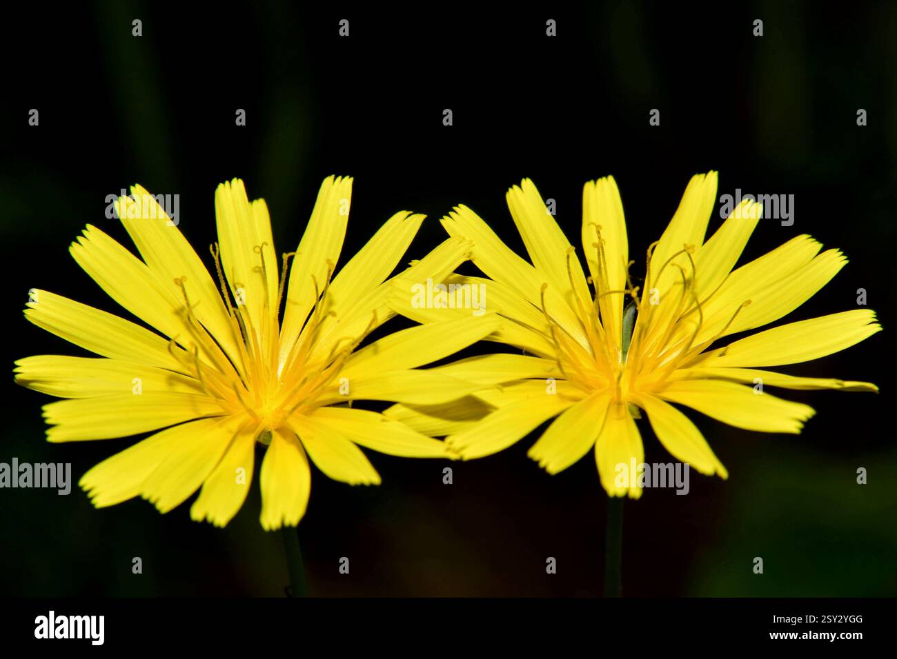 Two flowers of Lapsana communis on a dark background Stock Photo - Alamy