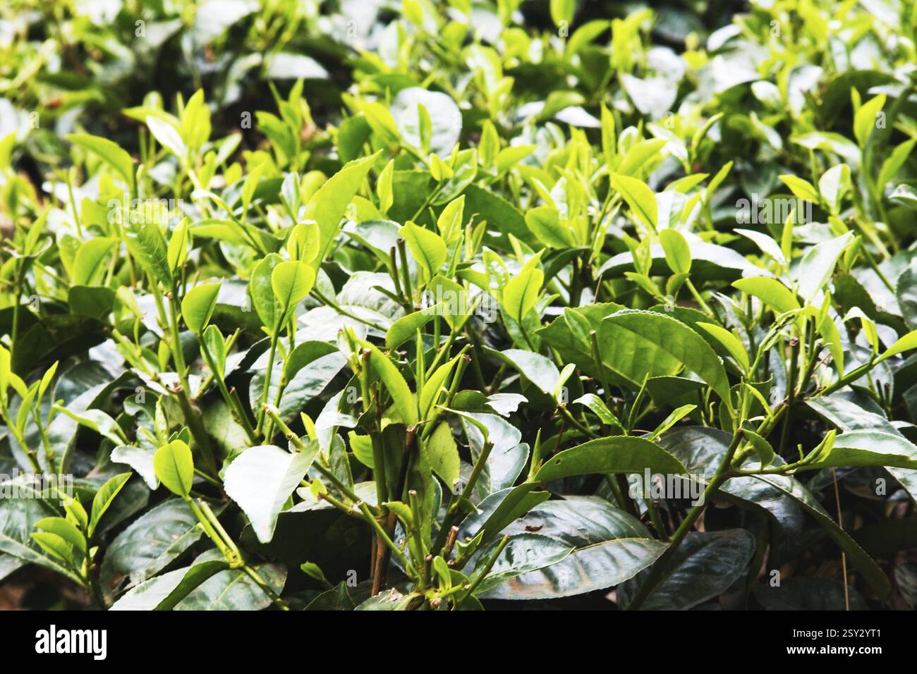 Tea leaves in garden, Connor, Tamil Nadu, India, Asia Stock Photo - Alamy