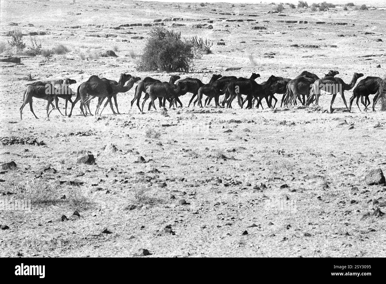 Camel herd at Sam Khuri village Jaisalmer Rajasthan India Asia 1984 ...