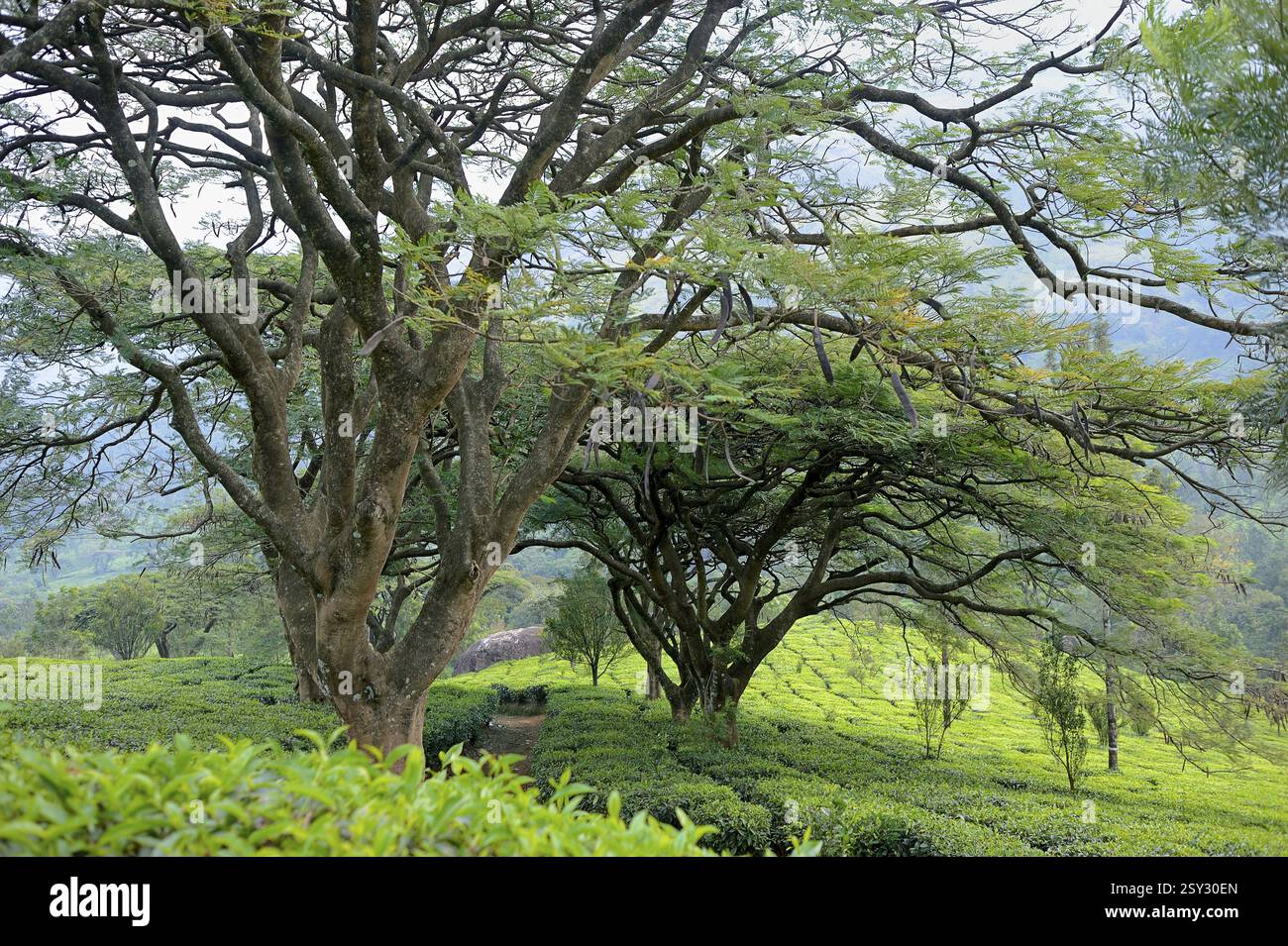 Trees in tea plantation, munnar, kerala, india, asia Stock Photo - Alamy