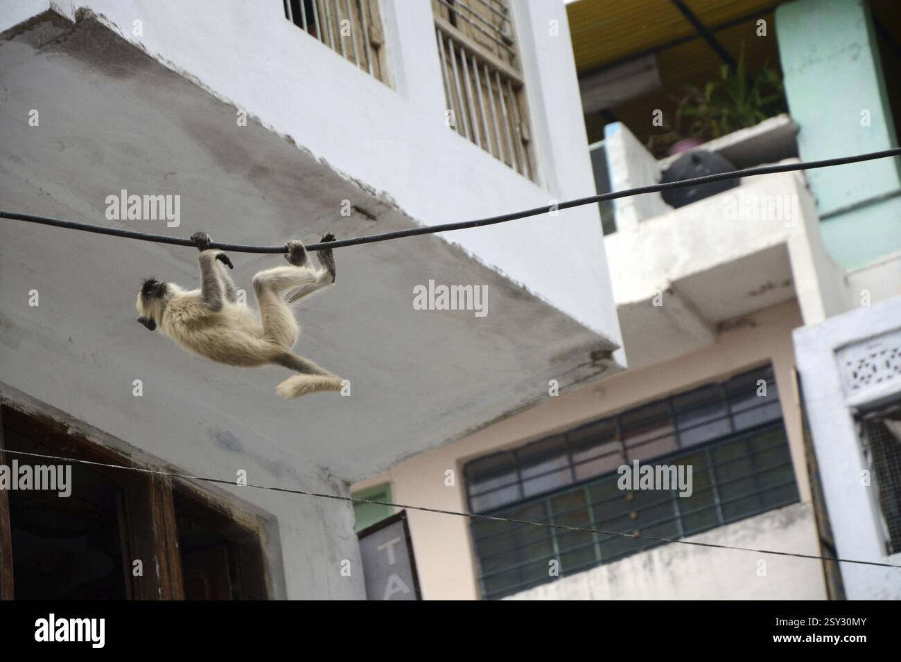 Monkey hanging on cable wire, pushkar, rajasthan, india, asia Stock ...