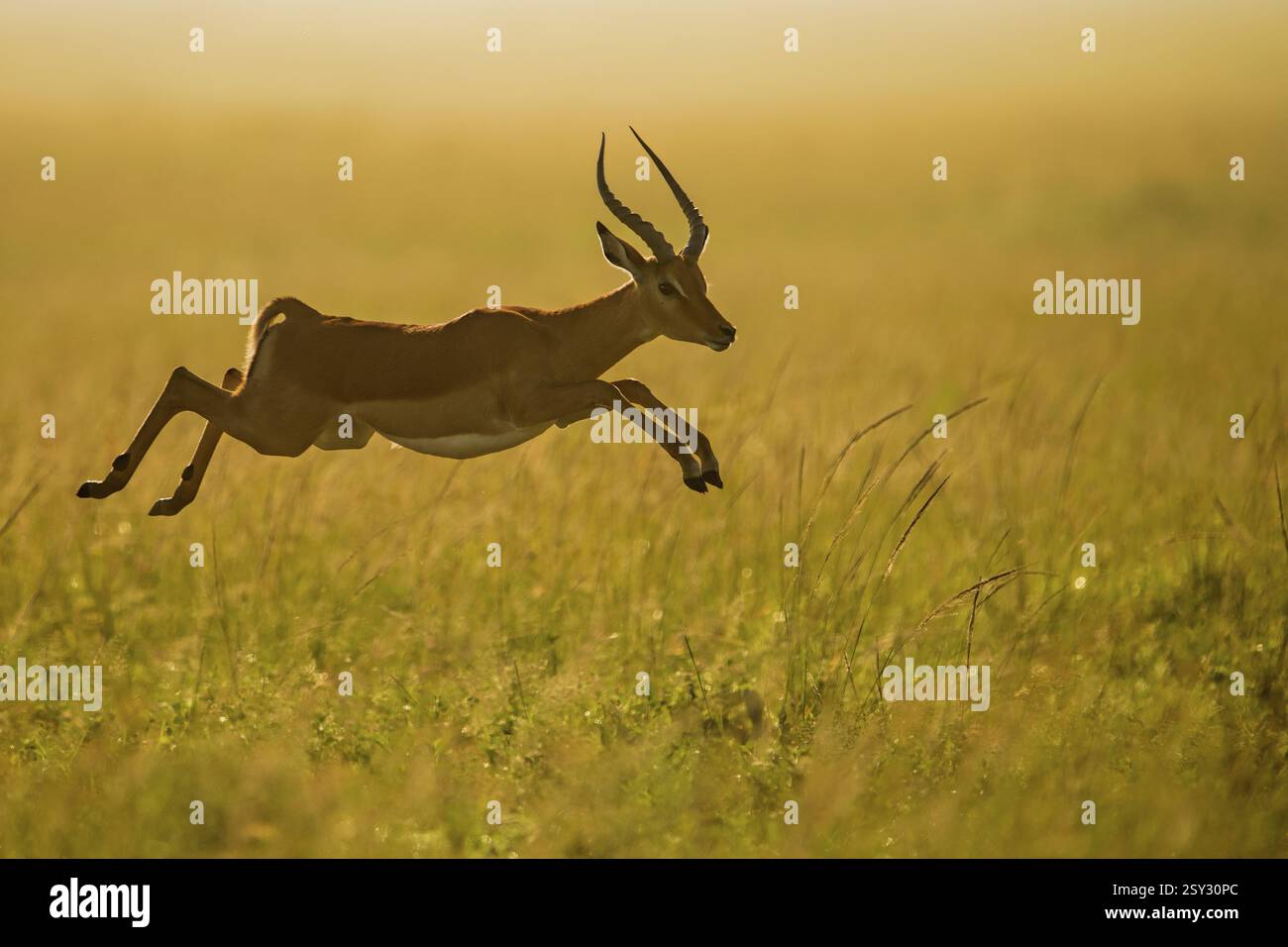 Male Impala leaping in Masai Mara Wildlife Refuge in Kenya Stock Photo ...