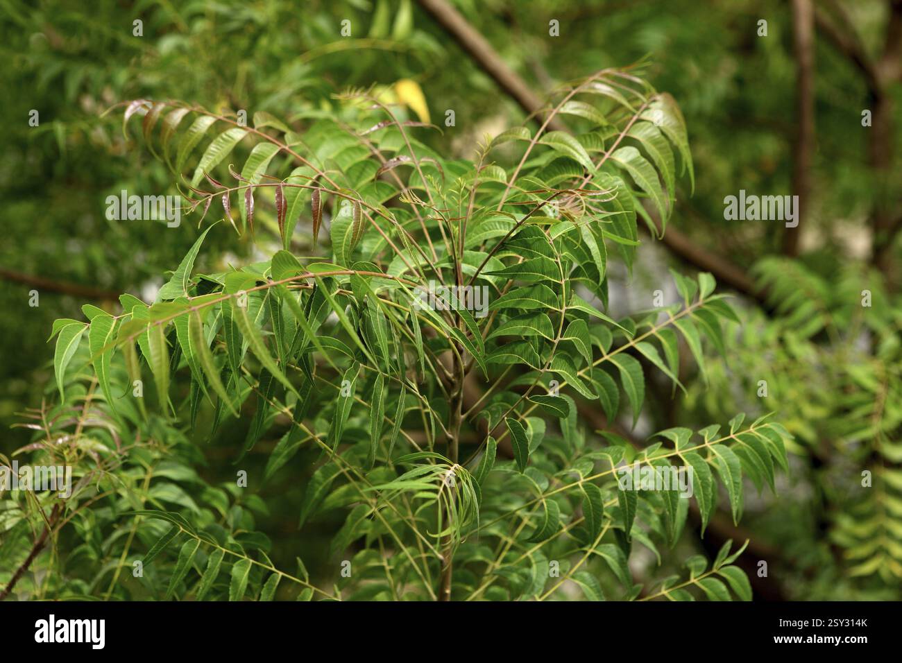 Neem azadirachta indica, india, asia Stock Photo - Alamy