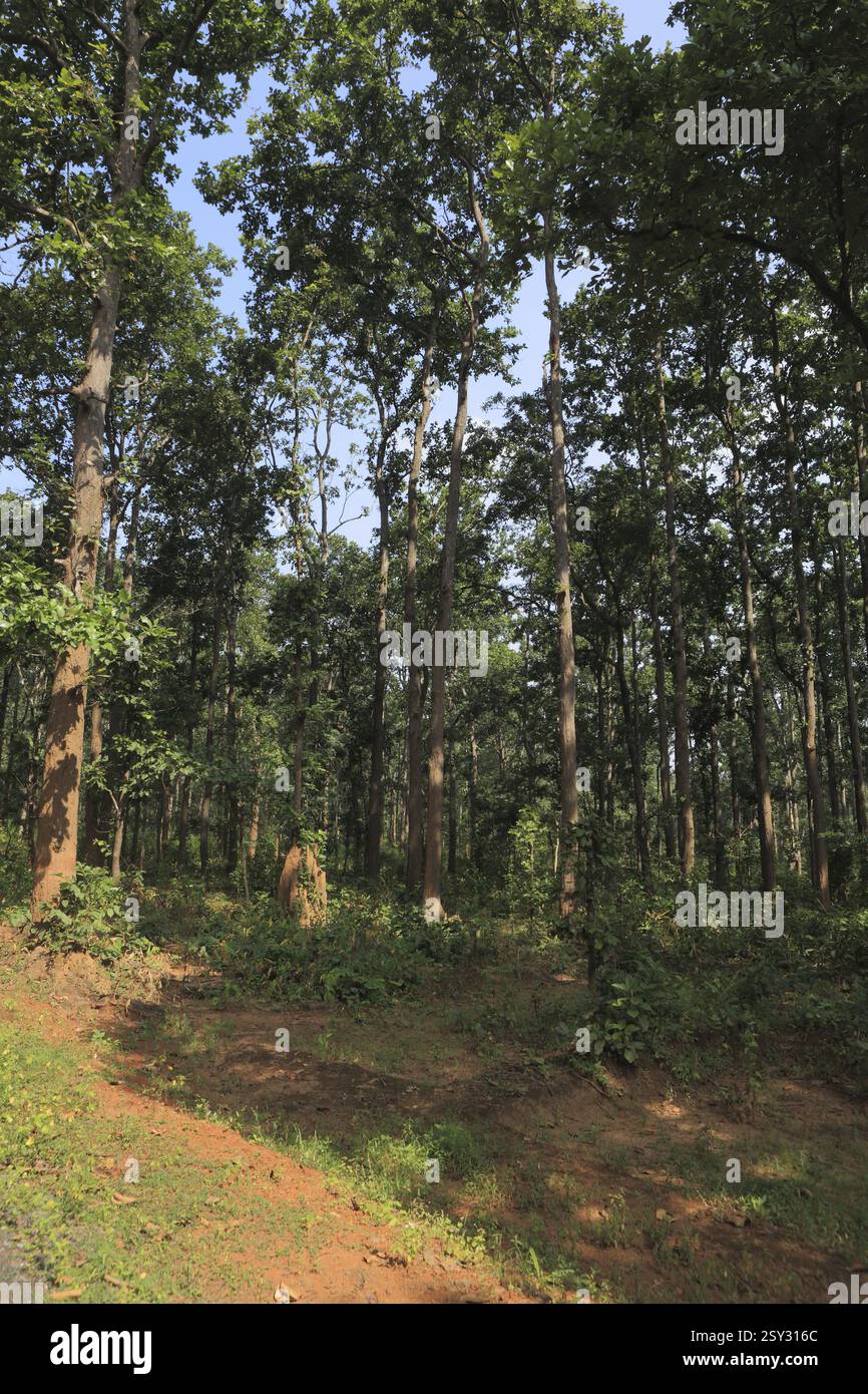 Dense forest, bastar, chhattisgarh, india, asia Stock Photo - Alamy