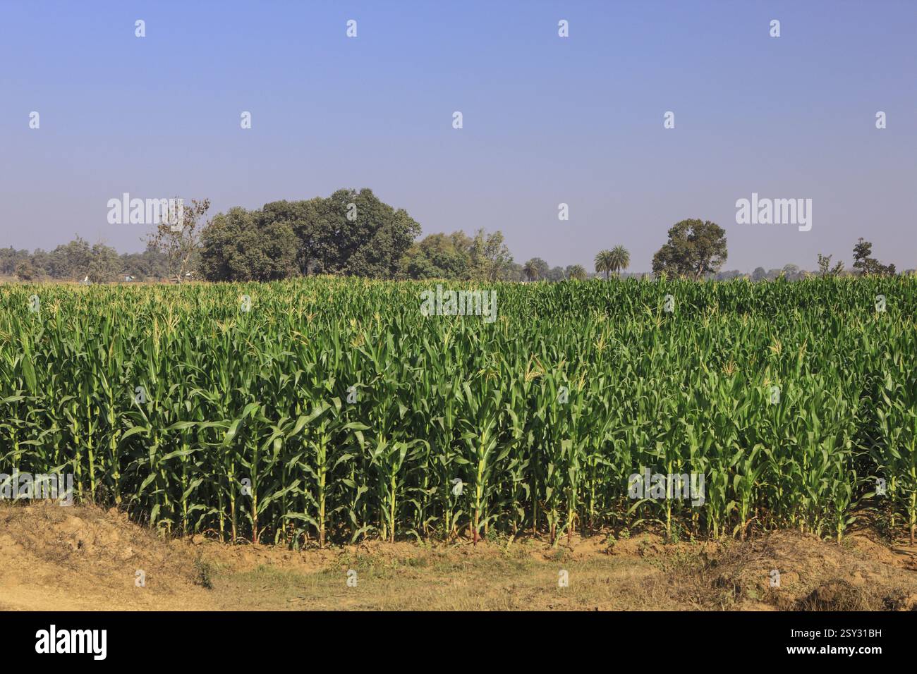 Maize field, bastar, chhattisgarh, india, asia Stock Photo - Alamy