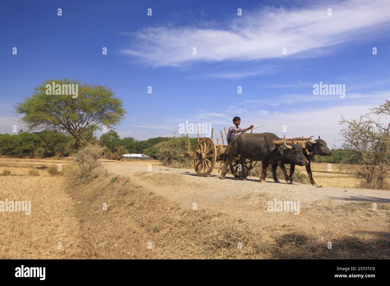 Buffalo cart, bastar, chhattisgarh, india, asia Stock Photo - Alamy