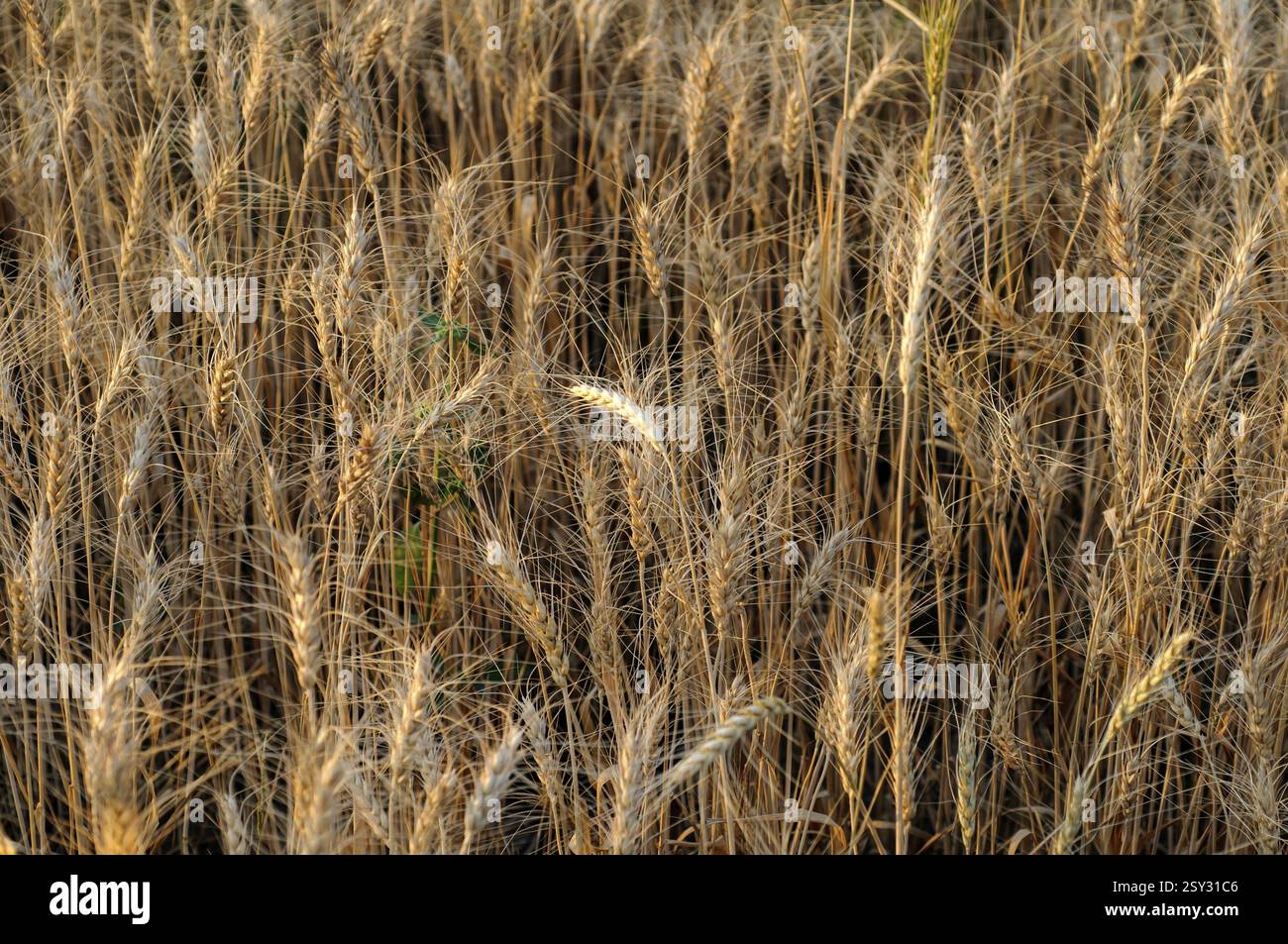 Wheatfield, pune, maharashtra, india, asia Stock Photo - Alamy