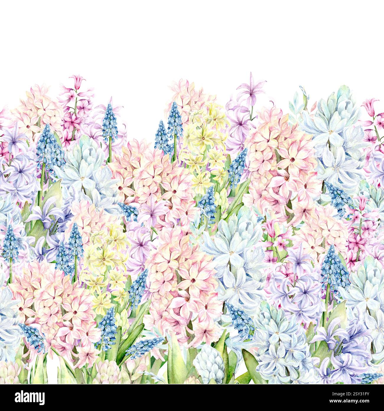 A seamless border of spring flowers. Hyacinths in shades of pink, blue ...