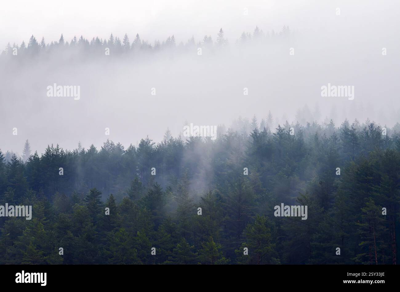 A dense forest of evergreen trees is enveloped in thick mist, blending ...