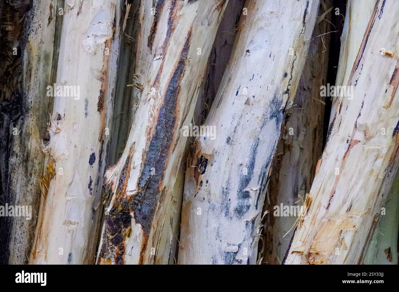 Detailed view of peeled tree trunks showing pale surfaces, darker bark ...