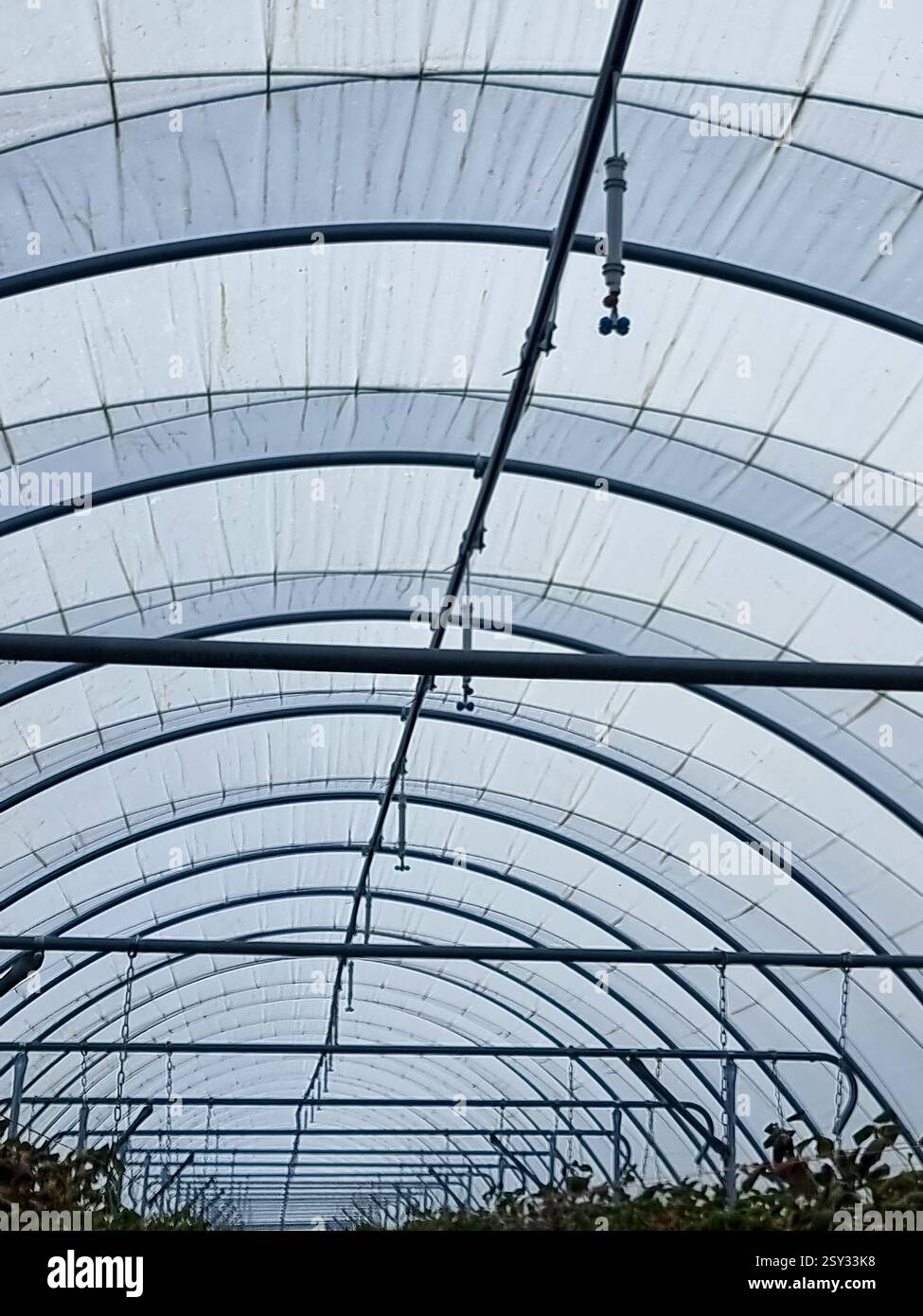 View of a greenhouse interior featuring a curved plastic roof, metal ...