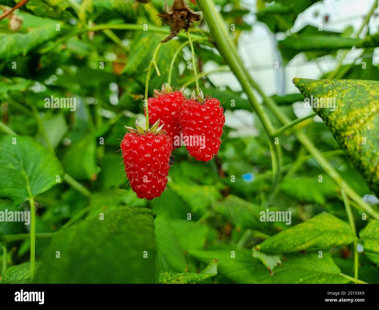 Three ripe red raspberries hang from a plant with vibrant green leaves ...