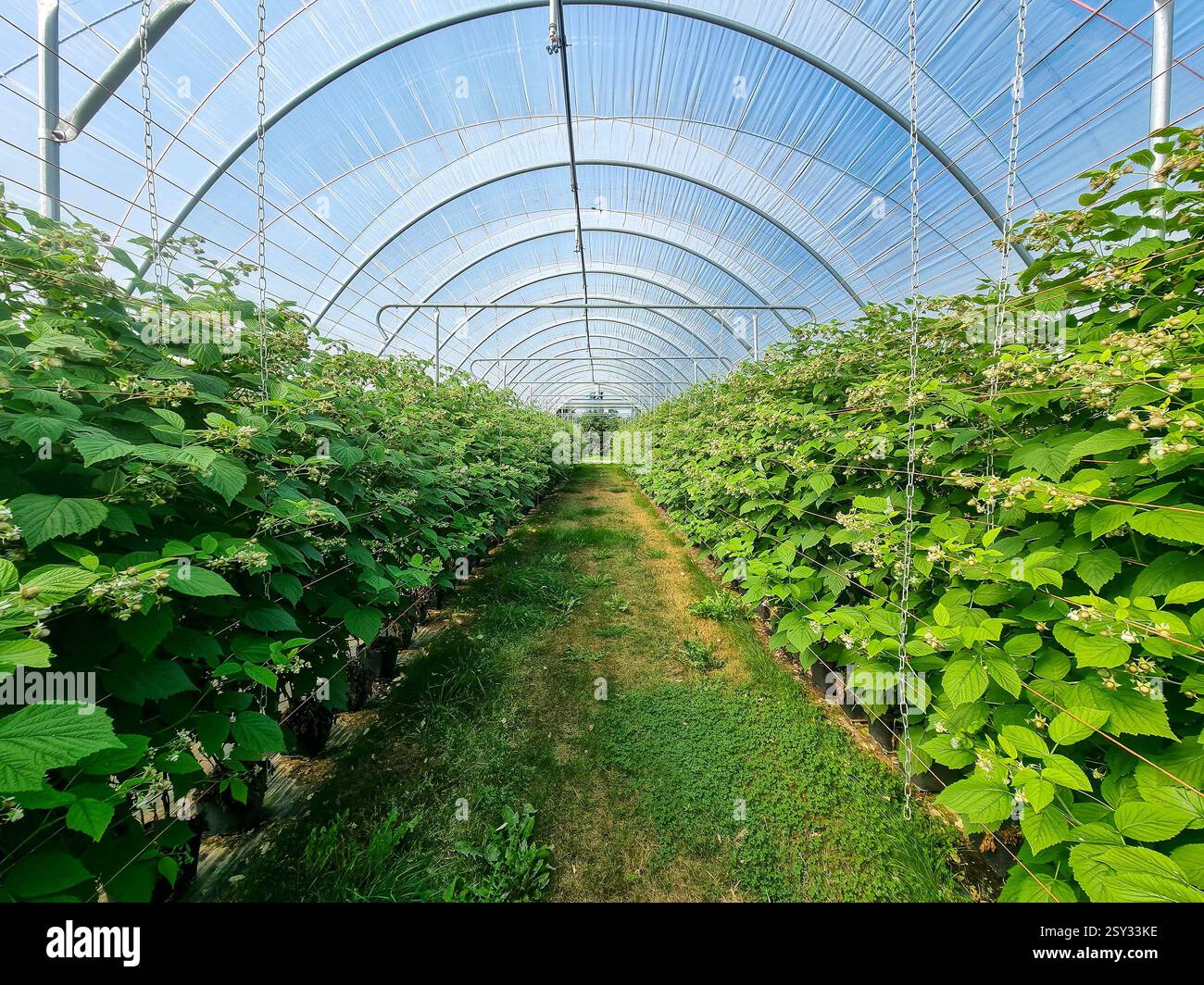 Greenhouse interior with transparent arched roof, metal frames, and ...