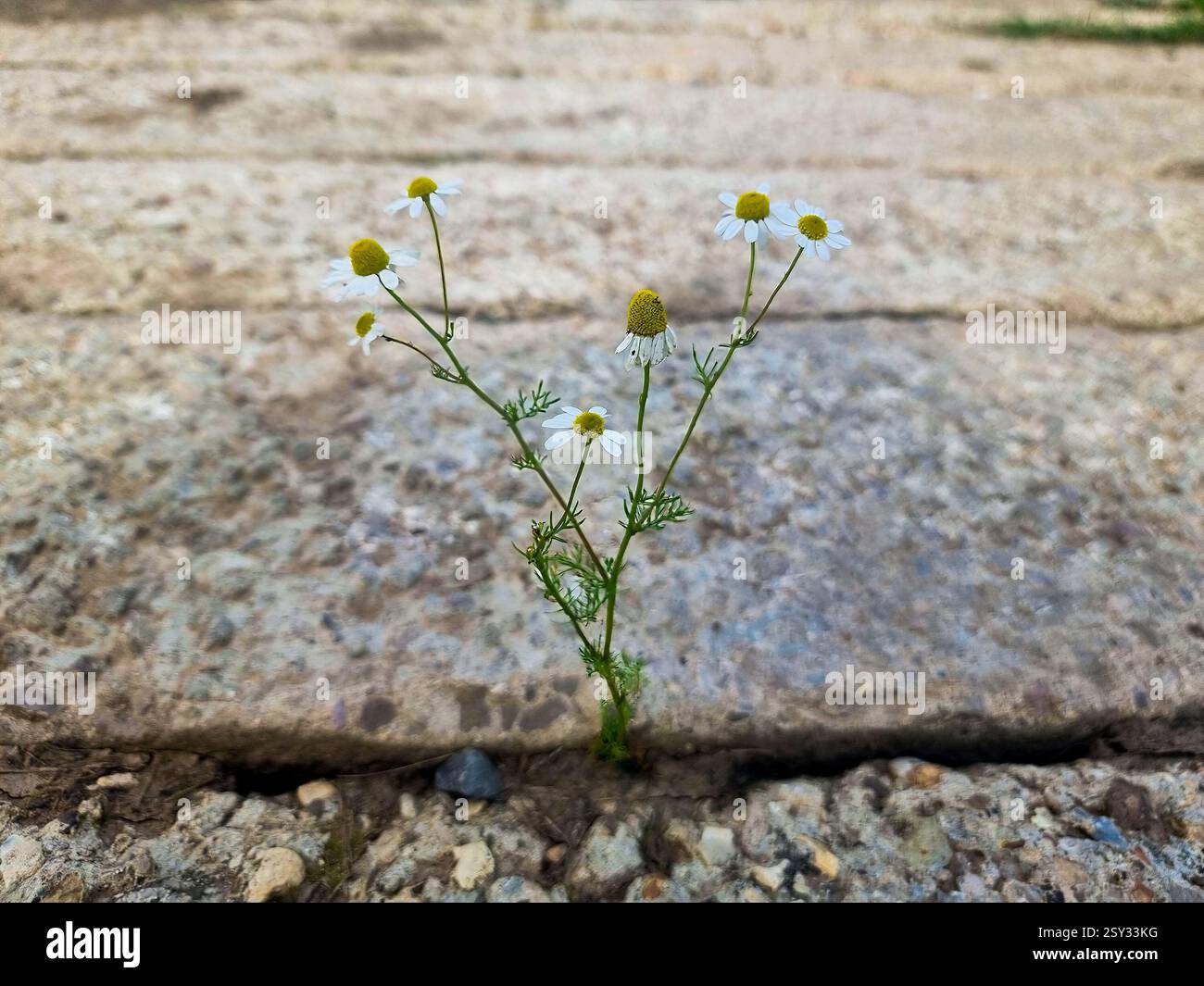 A small chamomile plant with white petals and yellow centers grows ...