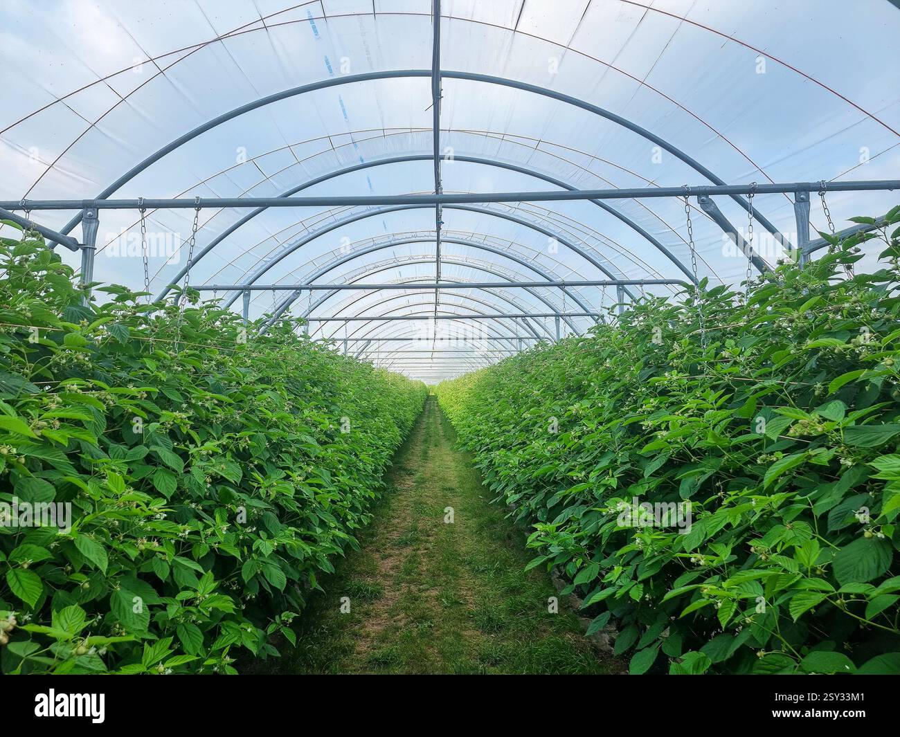 View of a greenhouse interior featuring a curved transparent roof ...