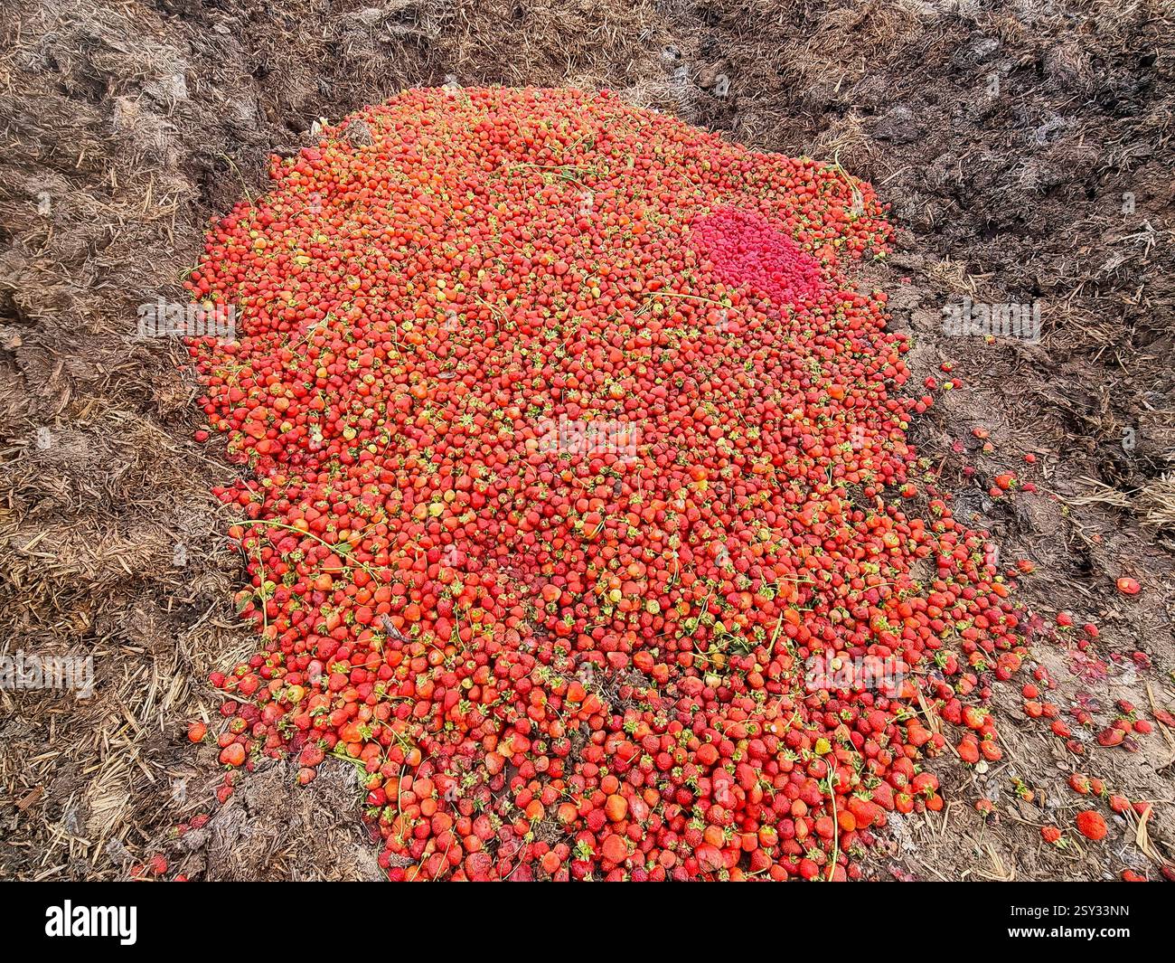 A vibrant red pile of discarded strawberries lies in a trench ...