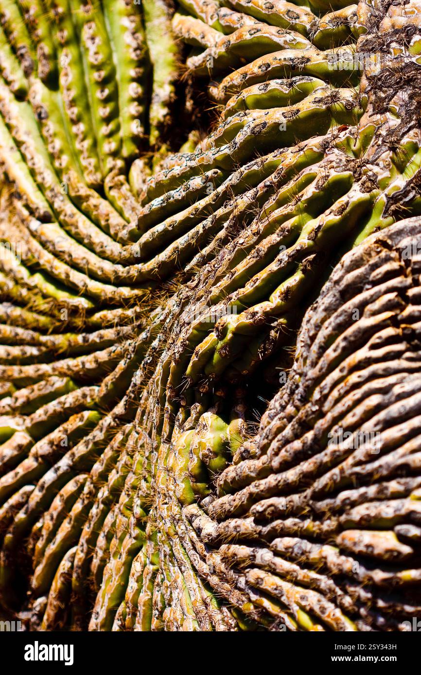 Cactus with a spiral pattern. The cactus is brown and green. There are ...