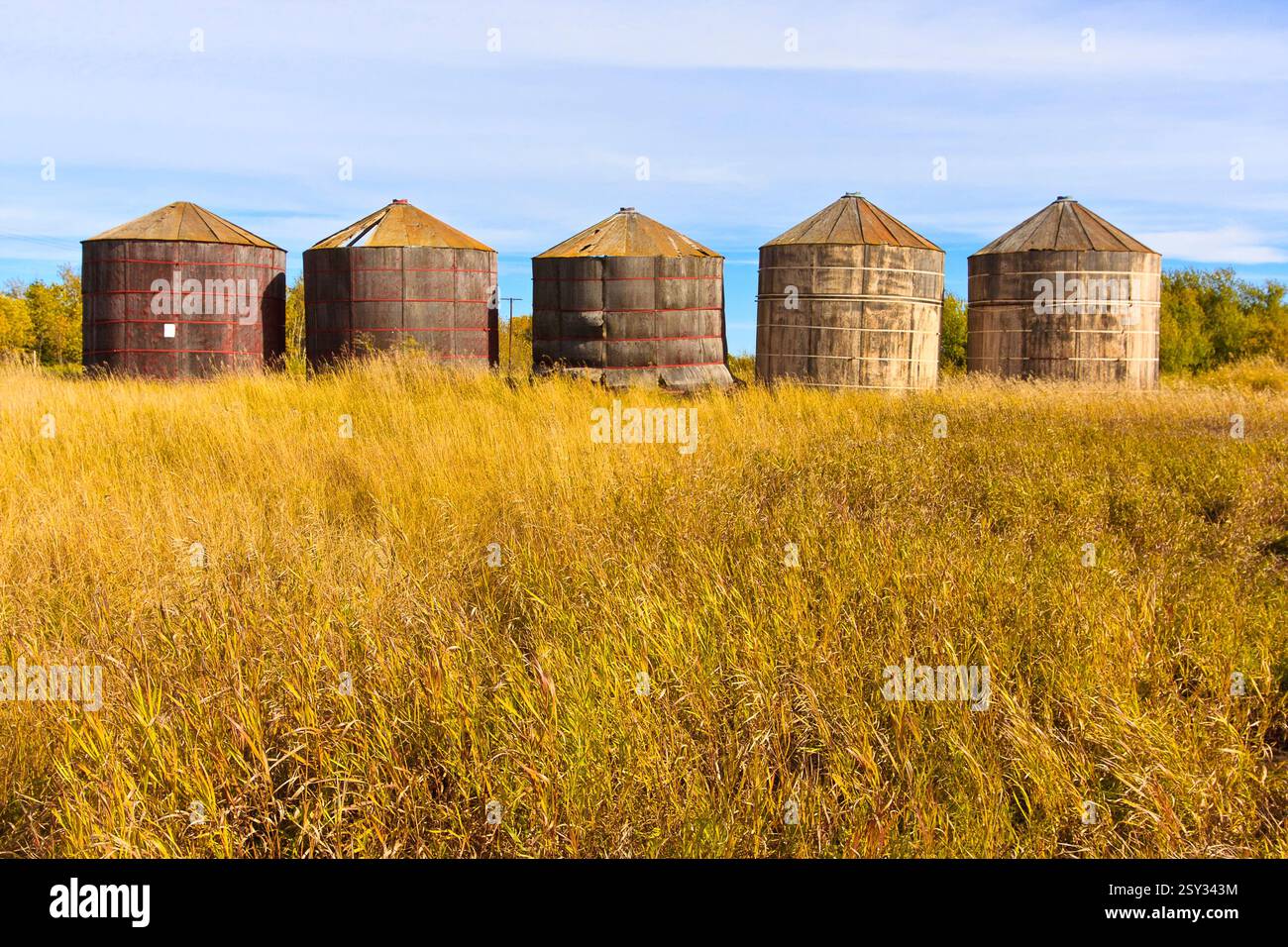 Field of yellow grass with five old grain silos. The silos are empty ...